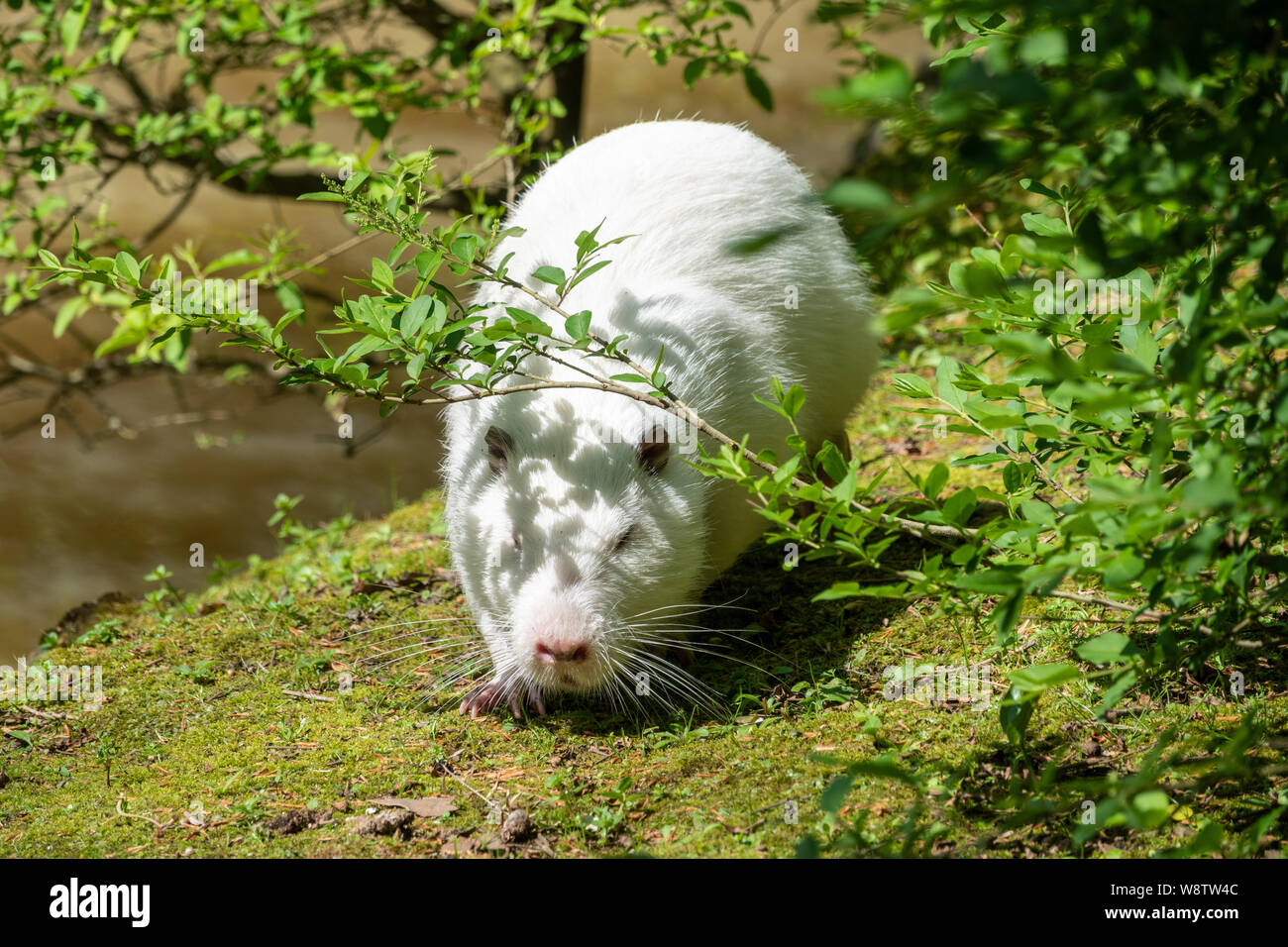 Large white nutria goes along the green coast of the pond. The coypu ...
