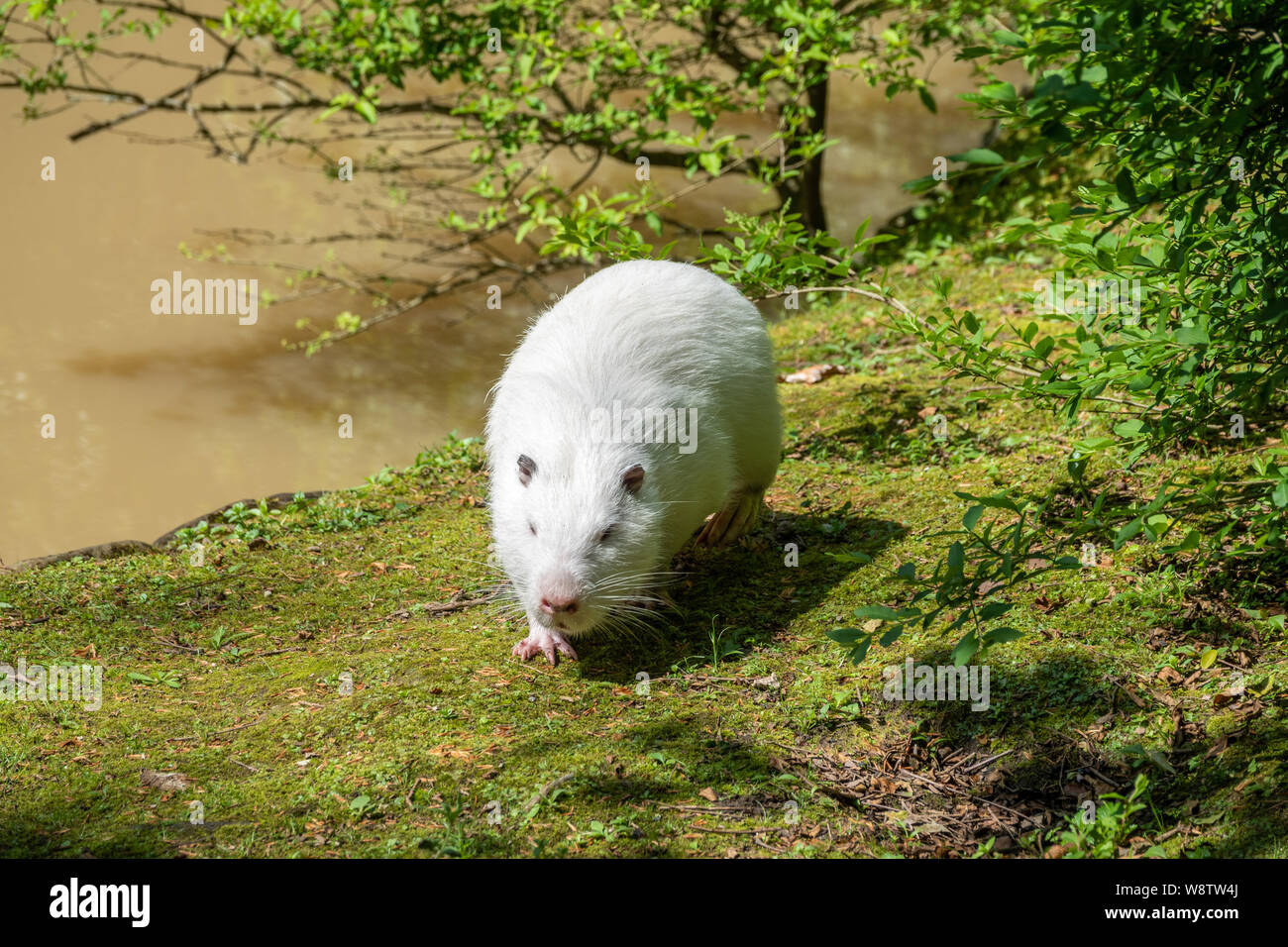 Large white nutria goes along the green coast of the pond. The coypu ...