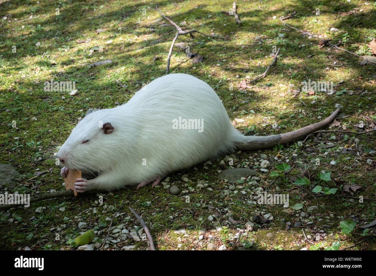 Large white nutria with a long bald tail eats on the green shore of the ...