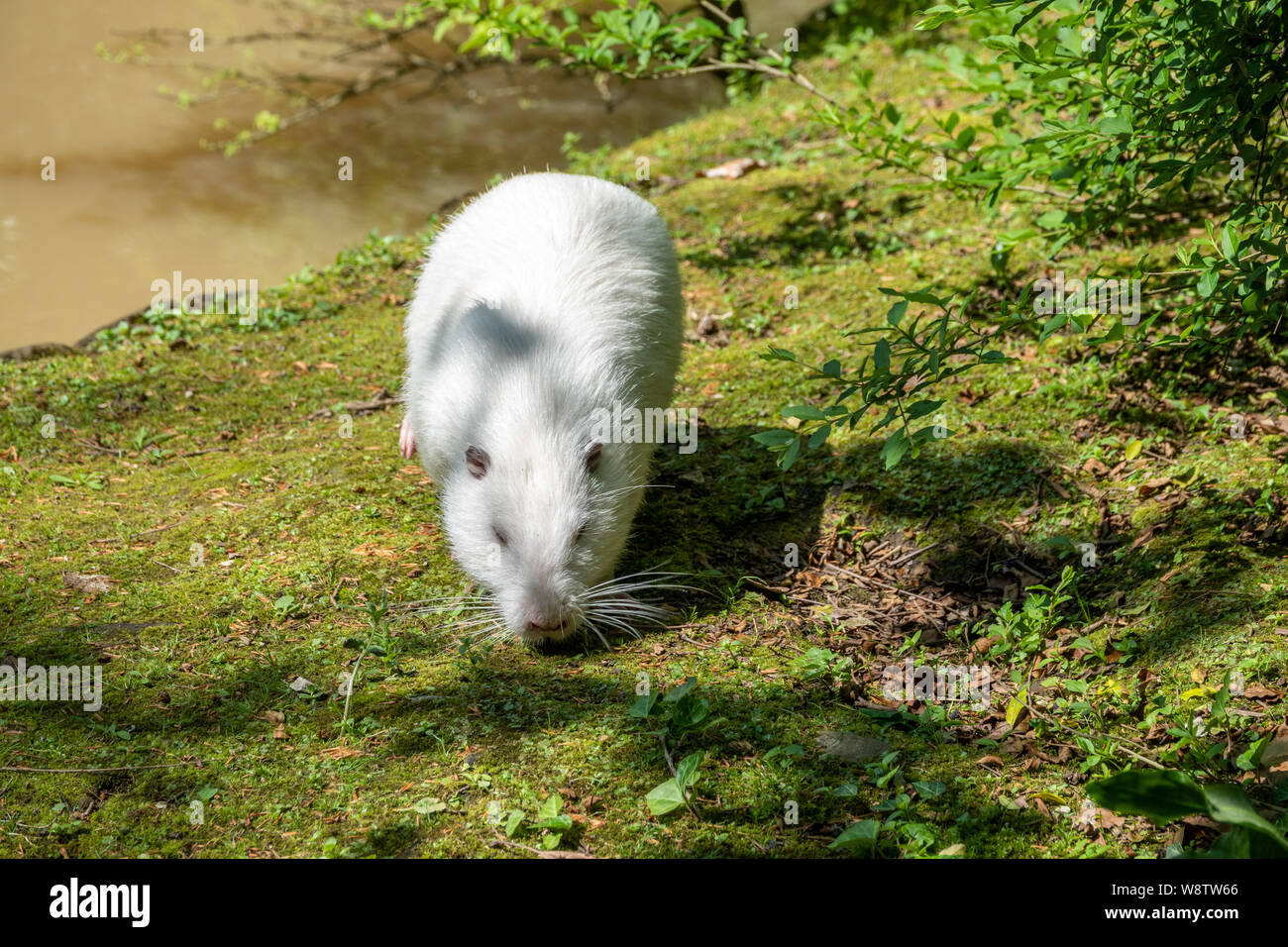 Large white nutria goes along the green coast of the pond. The coypu ...