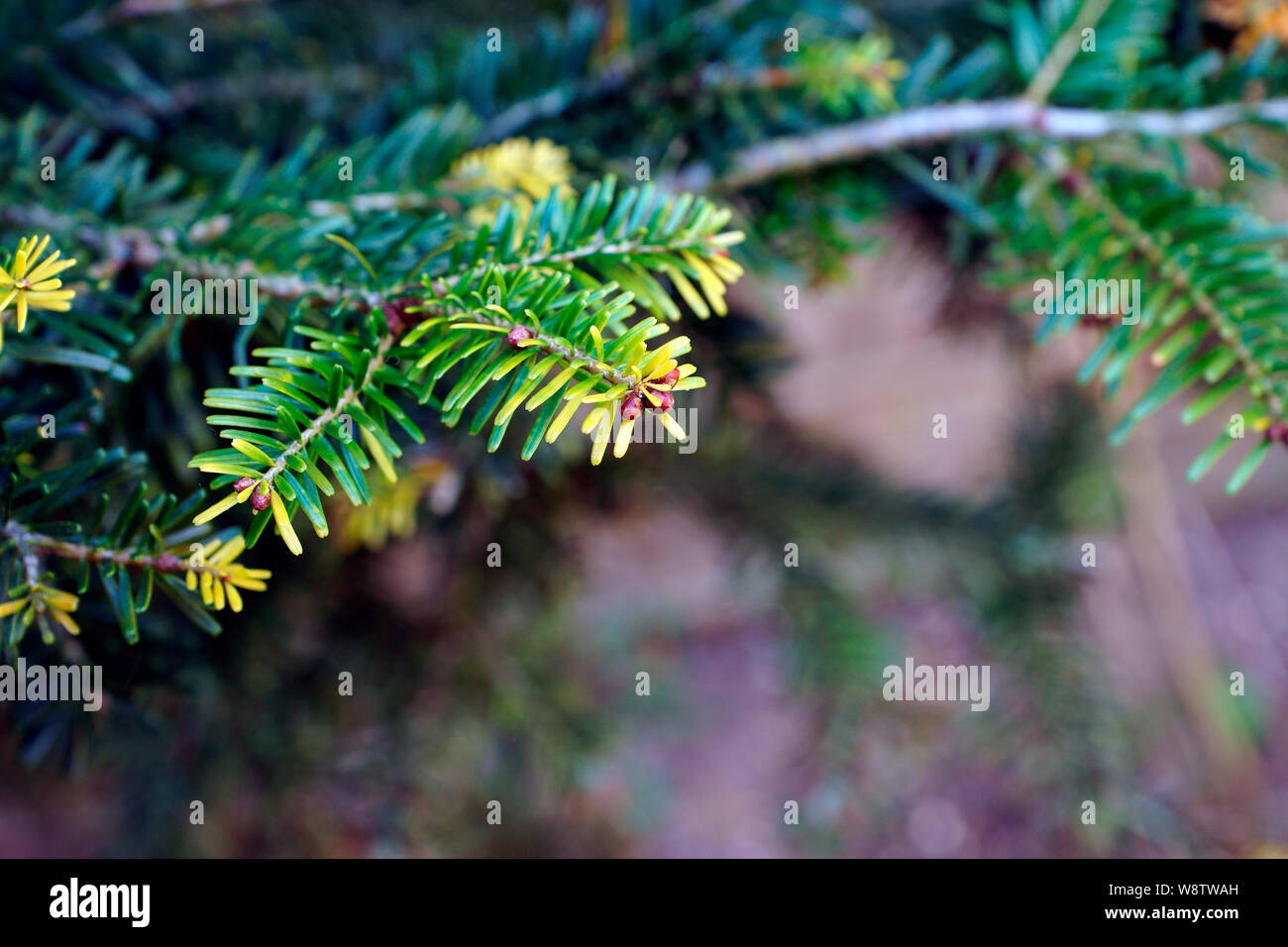 Coniferophyta coniferae hi-res stock photography and images - Alamy