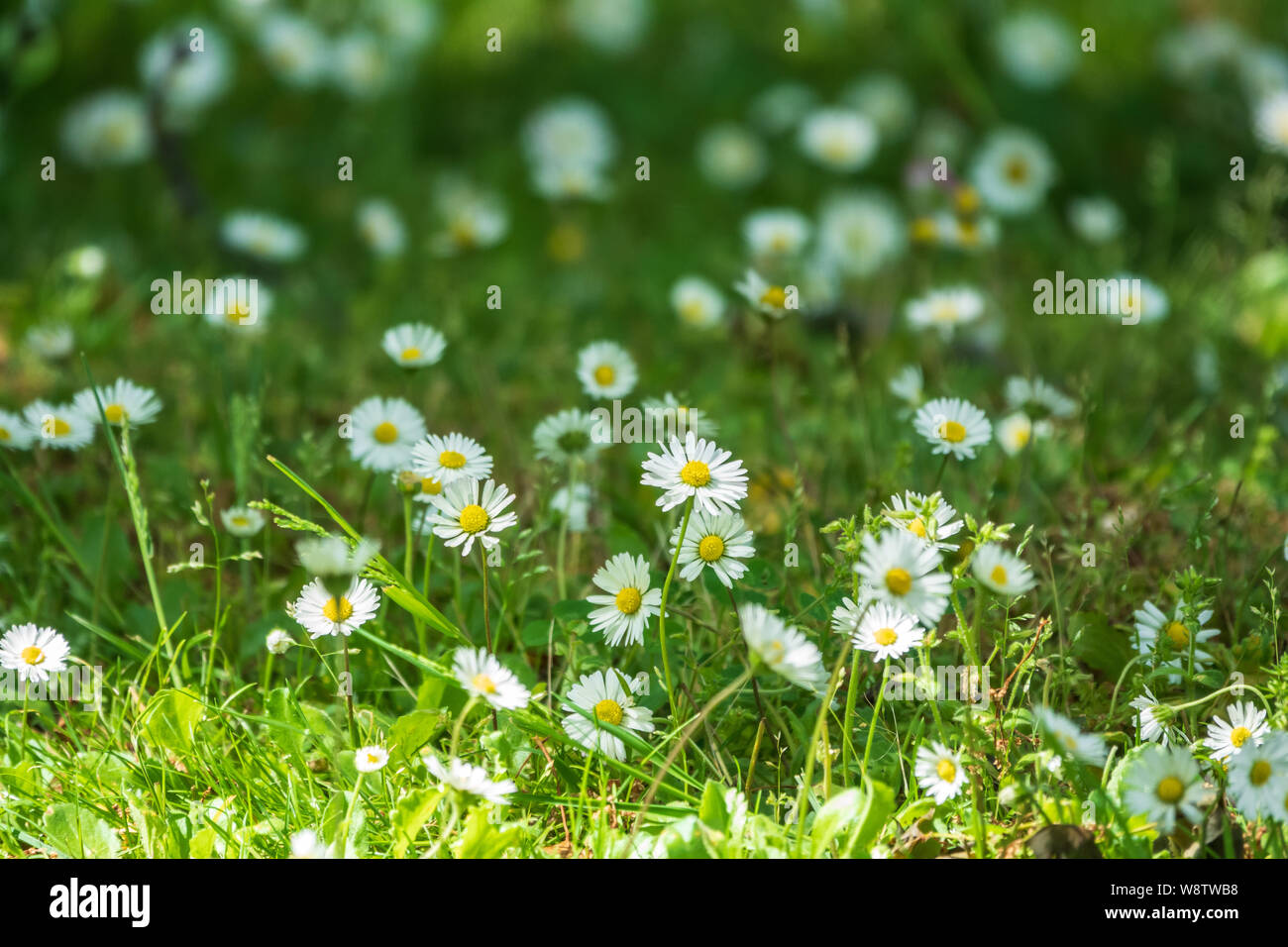 White and yellow daisy flowers on a green blurred background ...