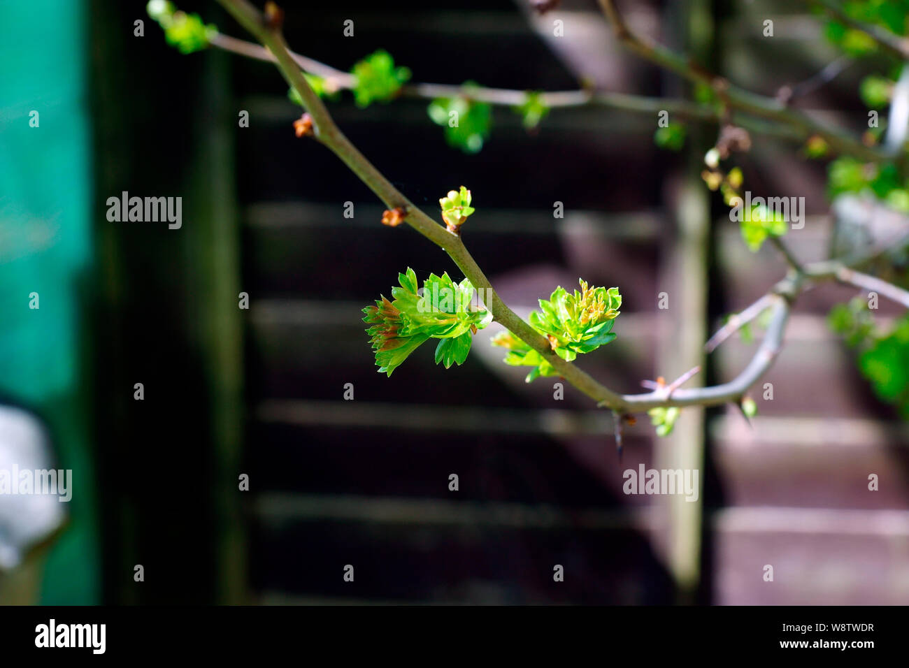Raspberry cultivars hi-res stock photography and images - Alamy