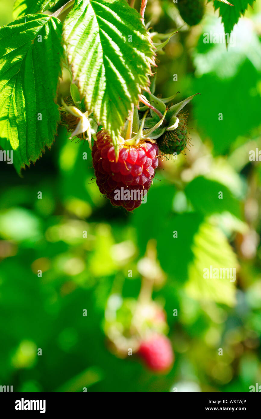 Raspberry ripple flower hi-res stock photography and images - Alamy