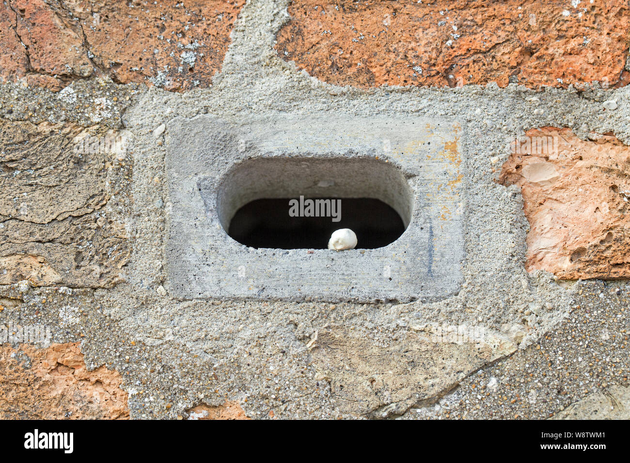 Swift nesting brick hi-res stock photography and images - Alamy