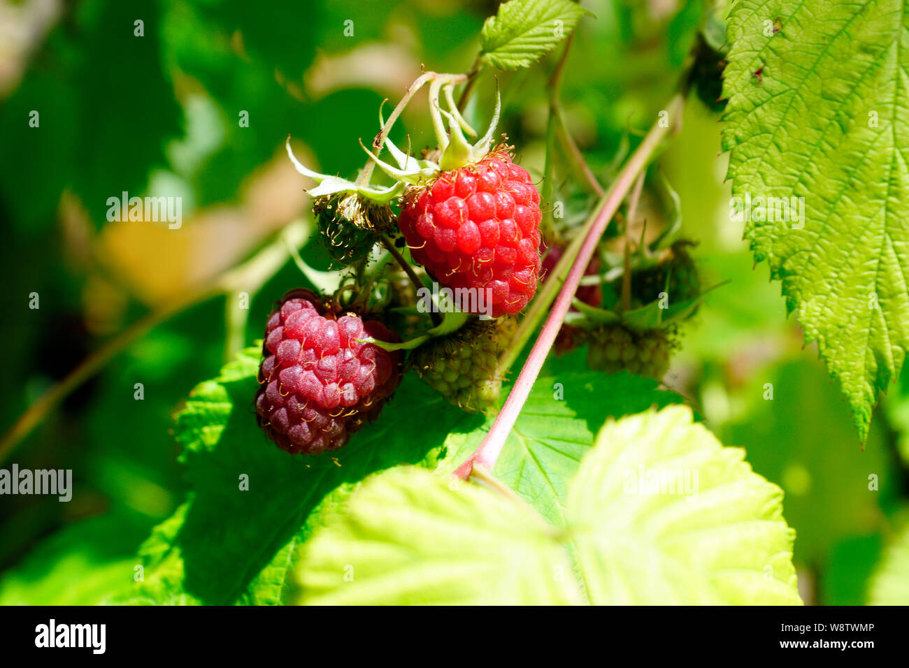Raspberry ripple flower hi-res stock photography and images - Alamy