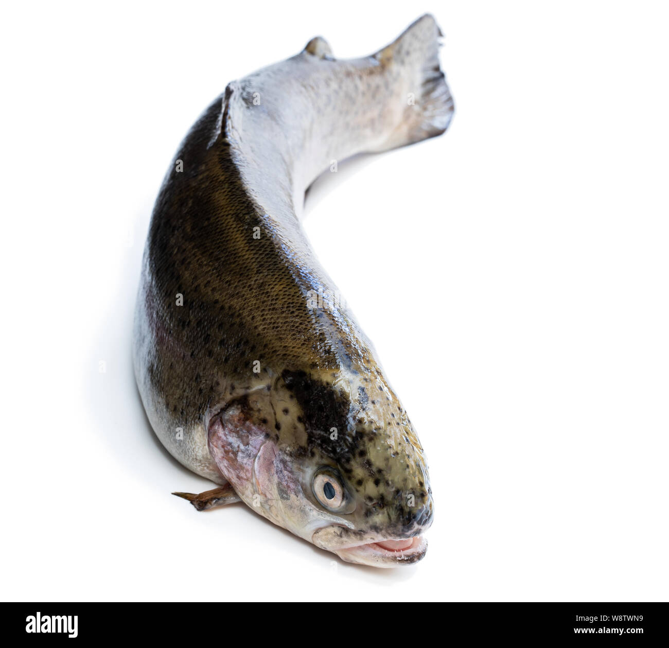 Fresh raw Rainbow trout isolated on white Stock Photo - Alamy