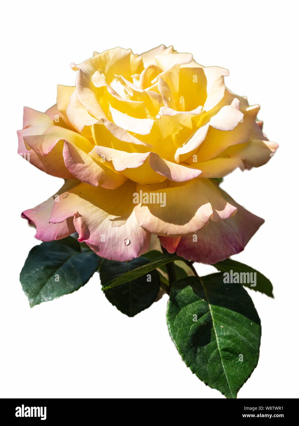 Yellow-red rose isolated on white background. Bicolor, double color ...