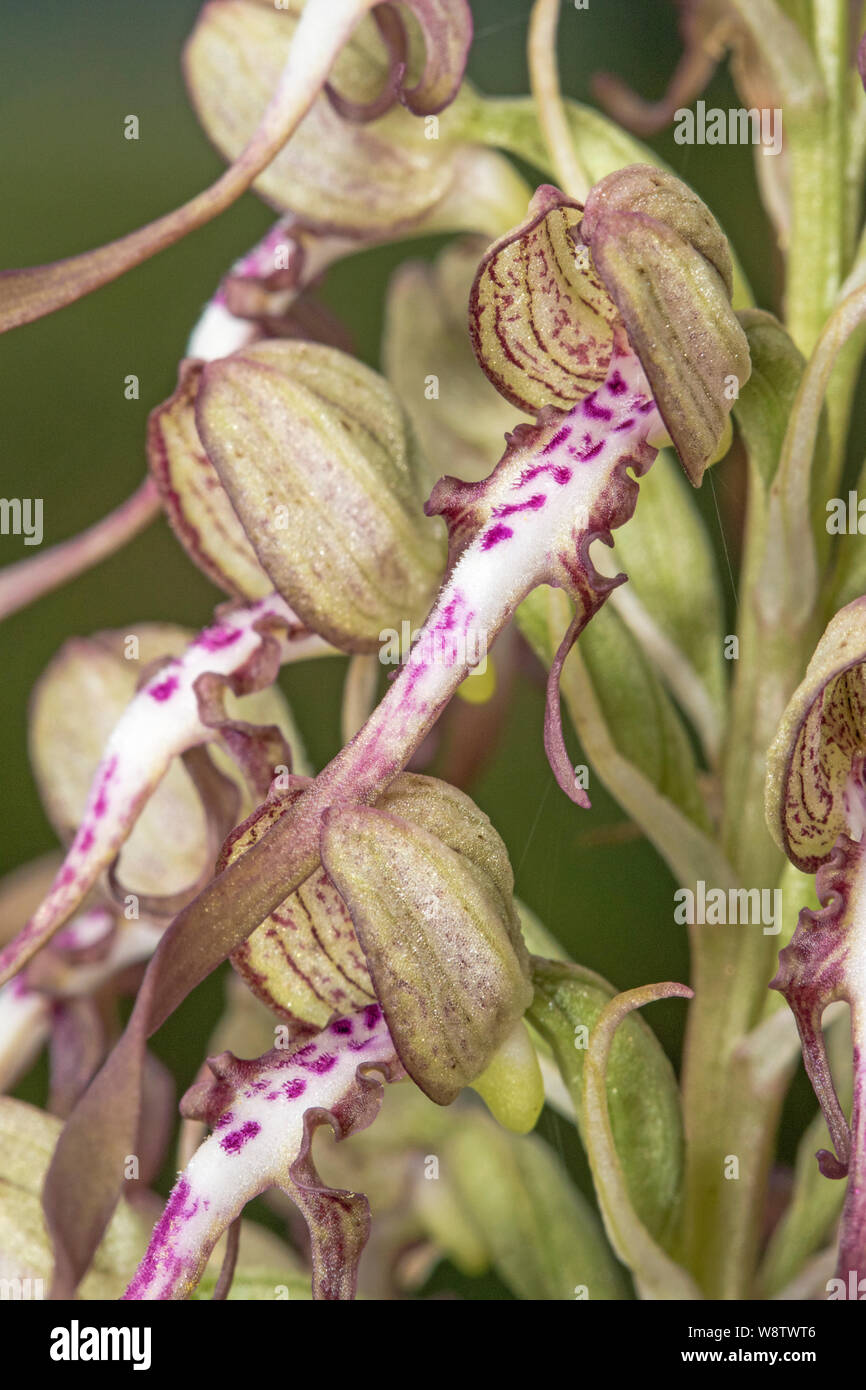 Lizard Orchid (Himantoglossum hircinum), Cambridgeshire, England Stock ...