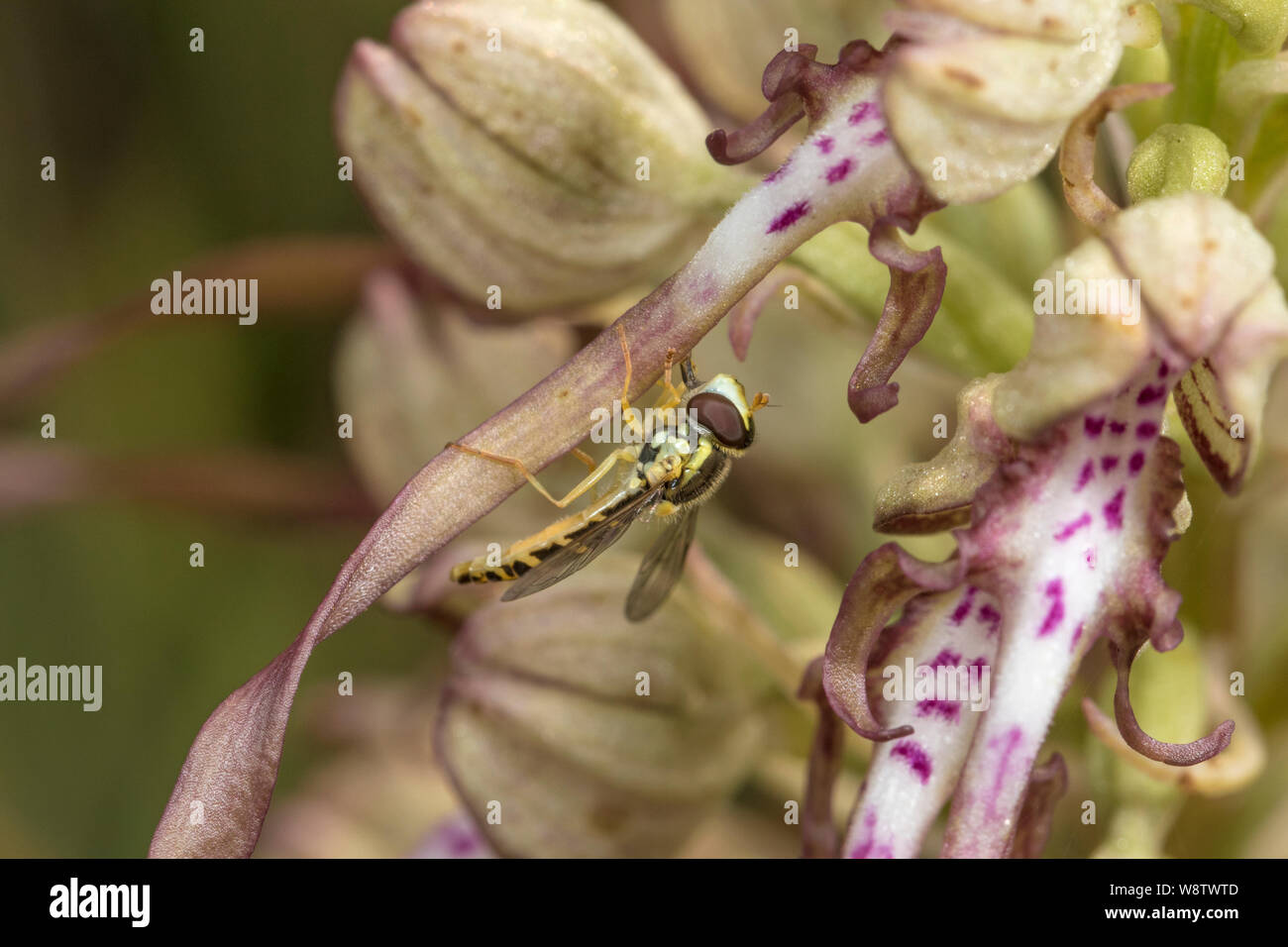 Hircinum himantoglossum hi-res stock photography and images - Alamy