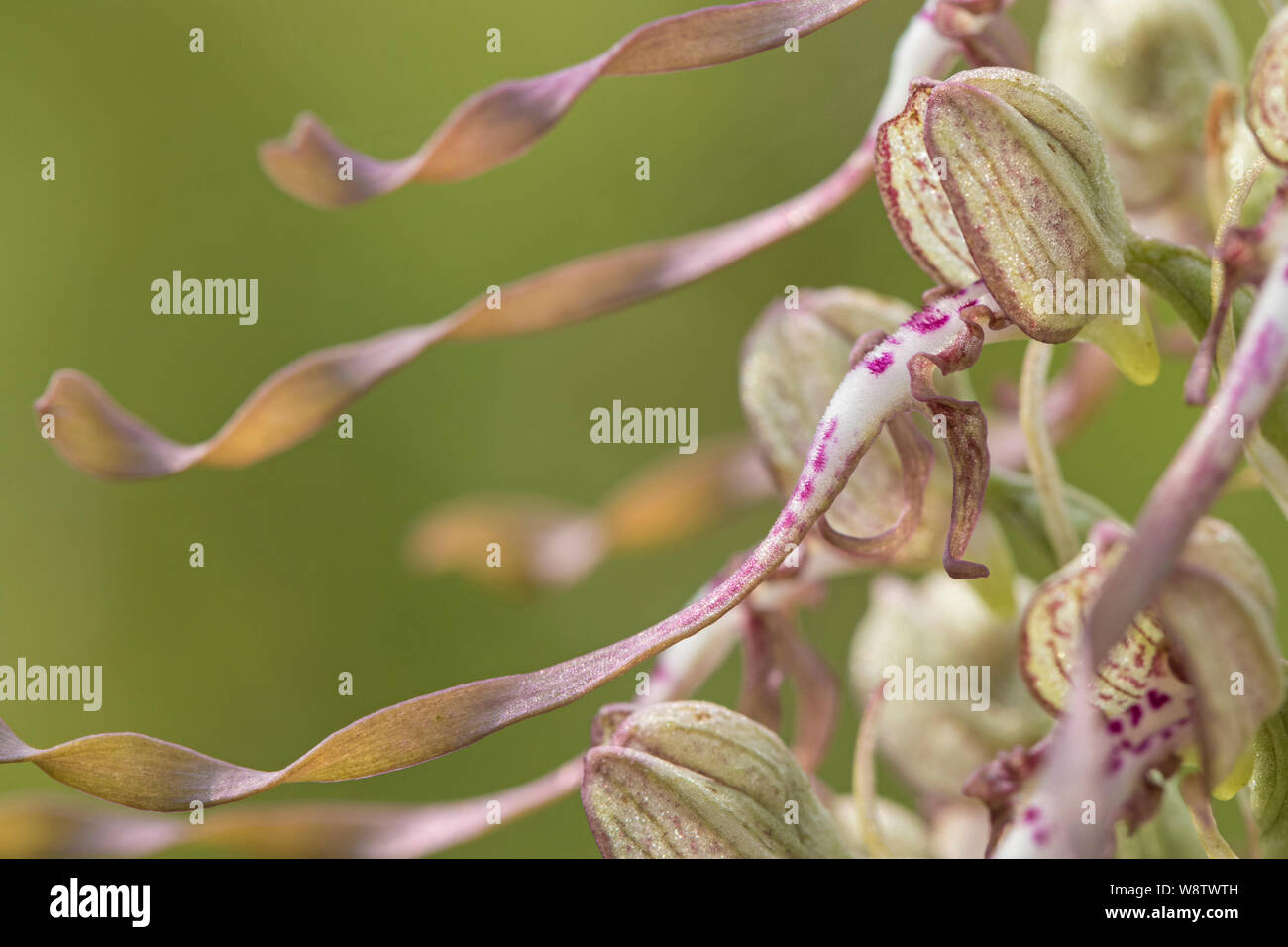Lizard Orchid (Himantoglossum hircinum), Cambridgeshire, England Stock ...