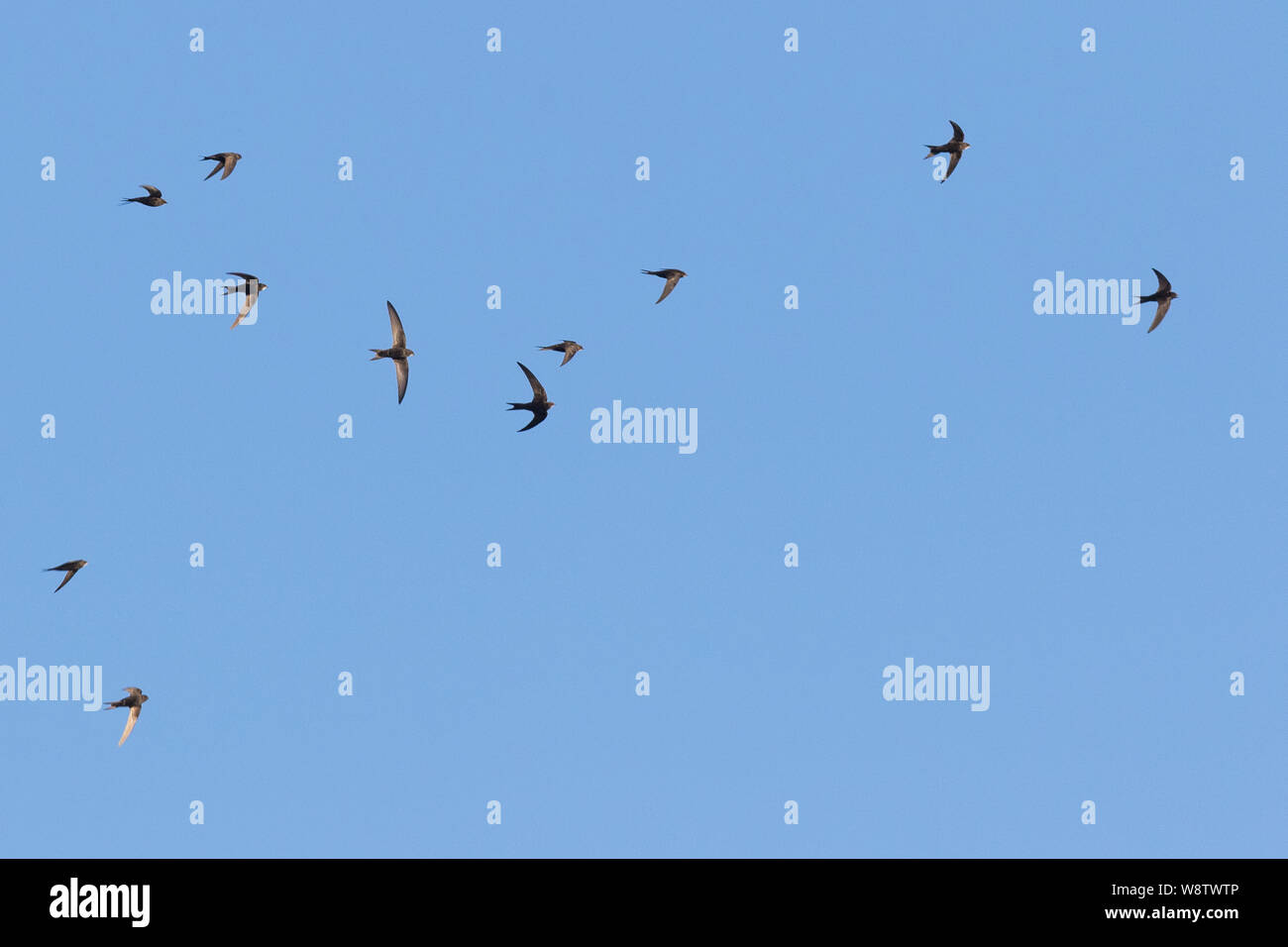 Flock of Swift (Apus apus) in flight, Cambridgeshire, England Stock ...