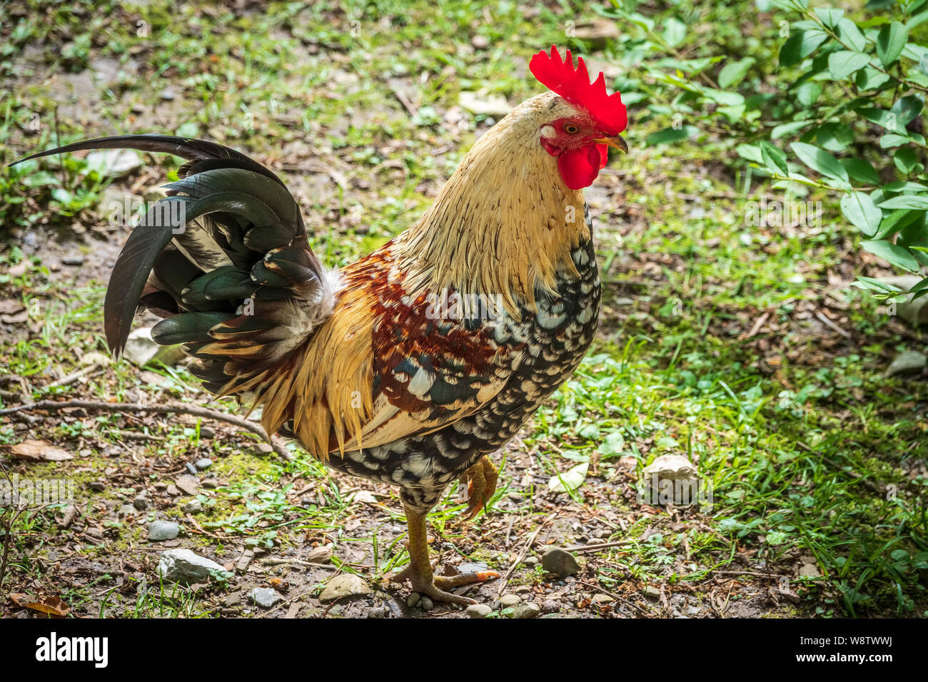 Beautiful rooster with a red scallop and magnificent tail. A rooster ...