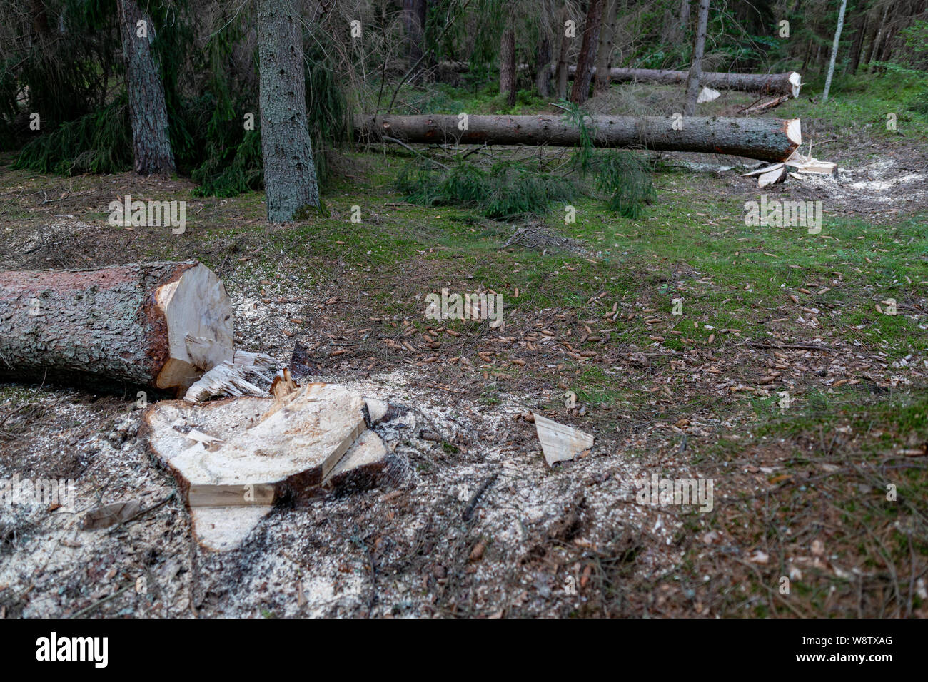 Deforestation in Central Europe. Cut down spruce tree in the forest ...