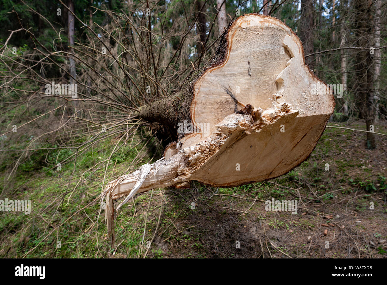 Deforestation in Central Europe. Cut down spruce tree in the forest ...