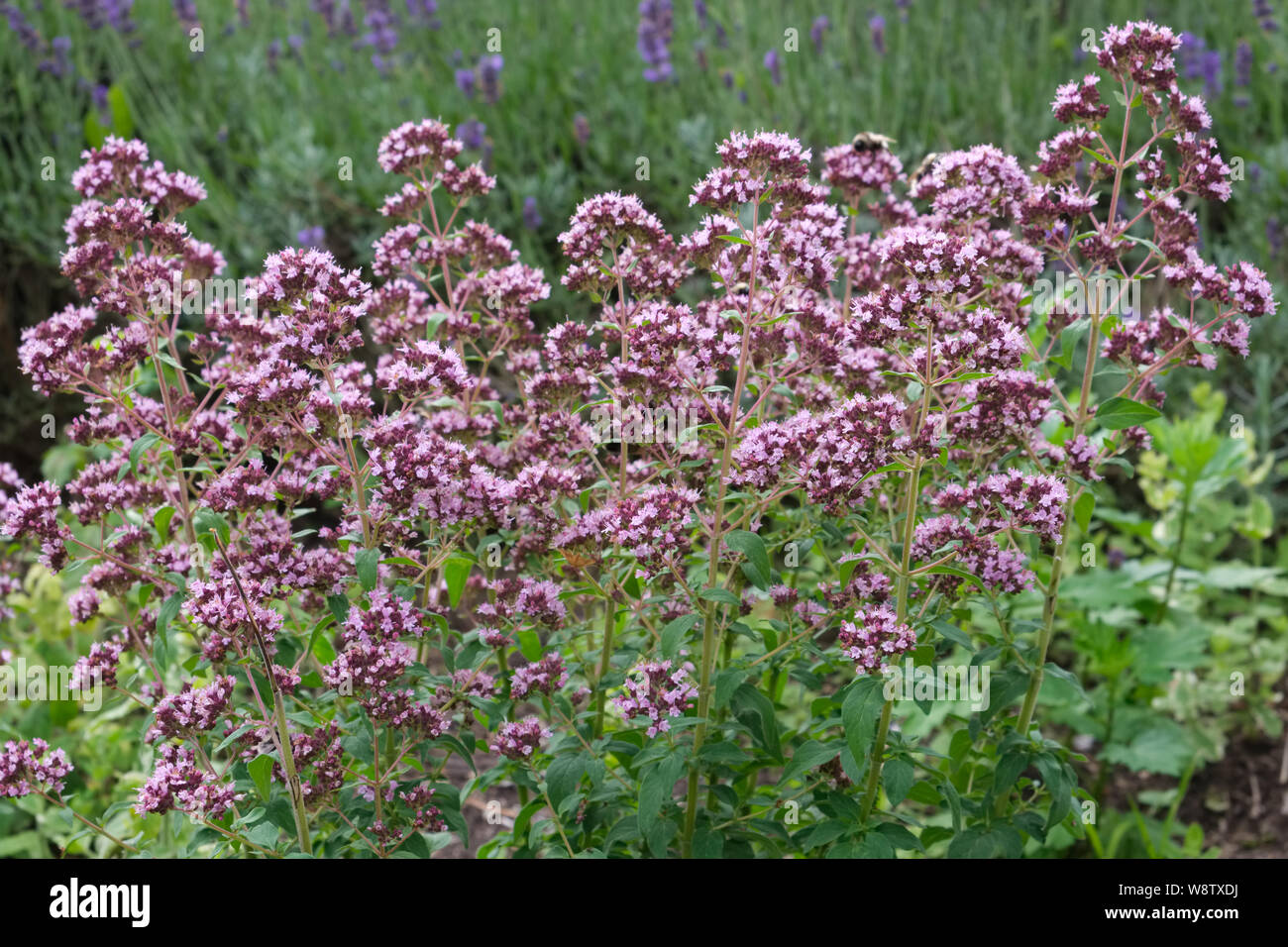 Marjoram flowers hi-res stock photography and images - Alamy