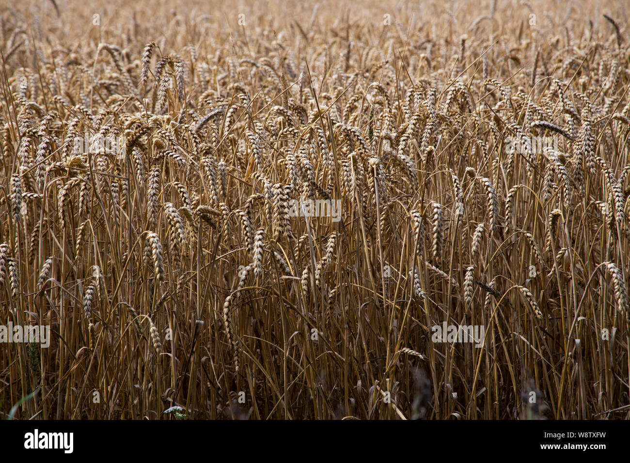 Wheat field in Oxfordshire. English farm crops Stock Photo - Alamy