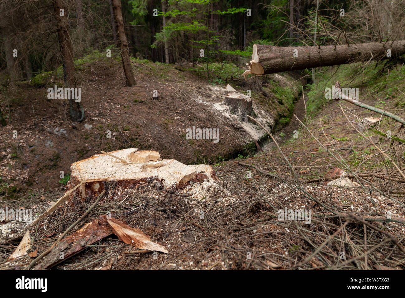 Deforestation in Central Europe. Cut down spruce tree in the forest ...
