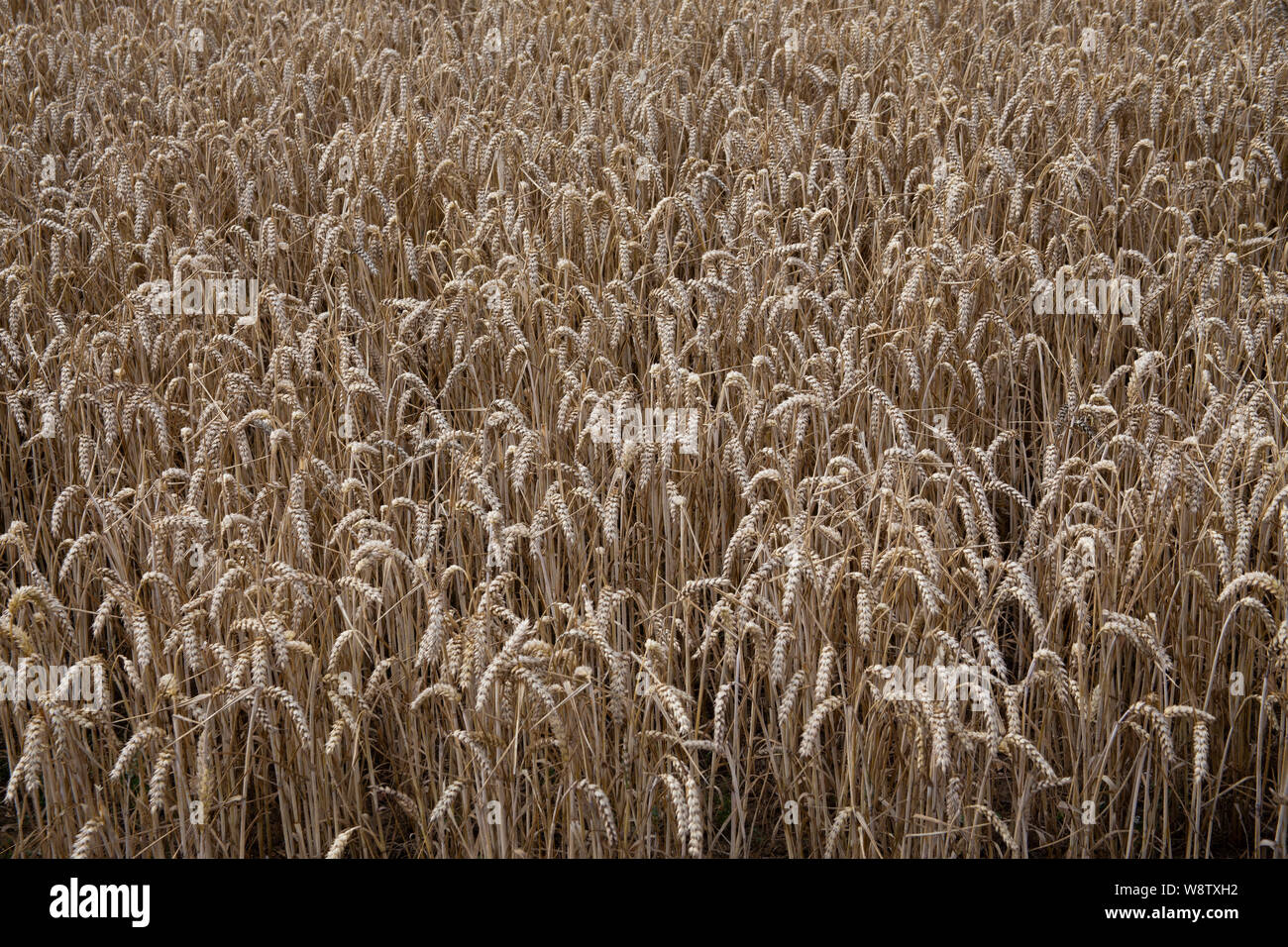 Wheat field in Oxfordshire. English farm crops Stock Photo - Alamy