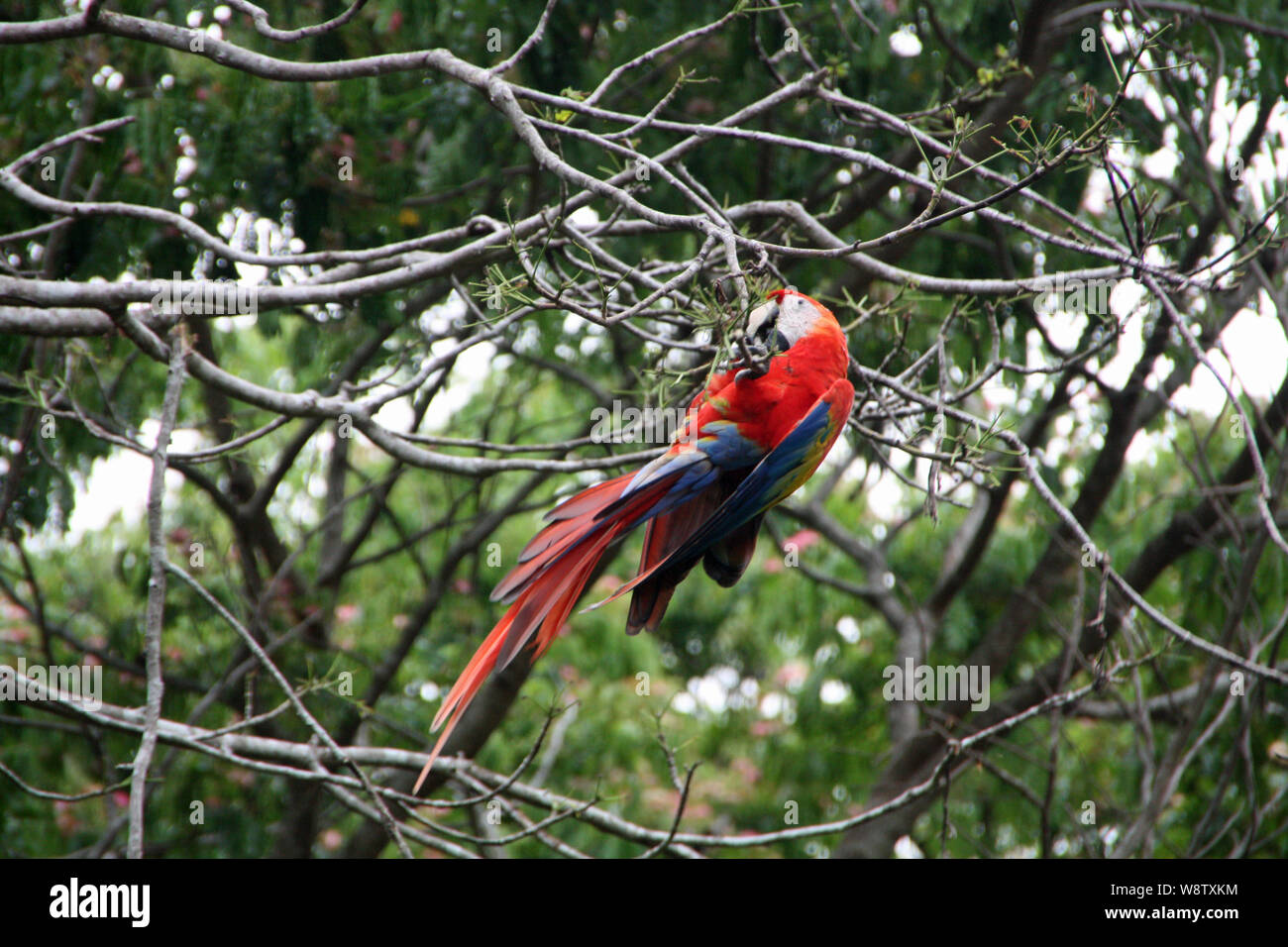Climbing parrot hi-res stock photography and images - Alamy