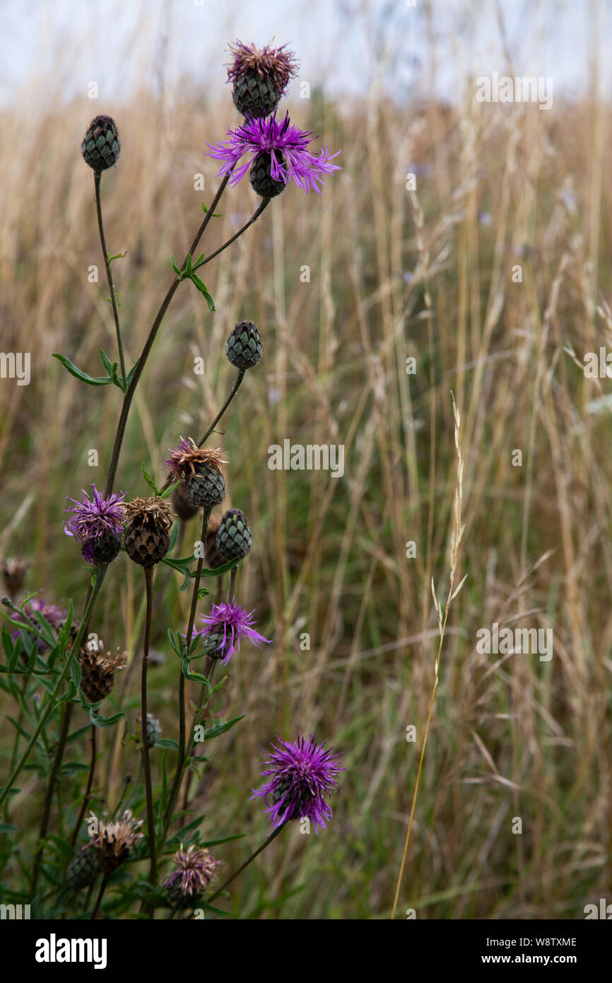 Thistle plant in a wheat field, Oxfordshire. English countryside Stock ...