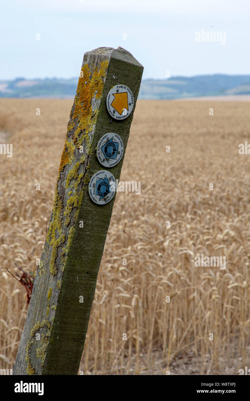 Public footpath sign on a post, marking path across a wheat field ...