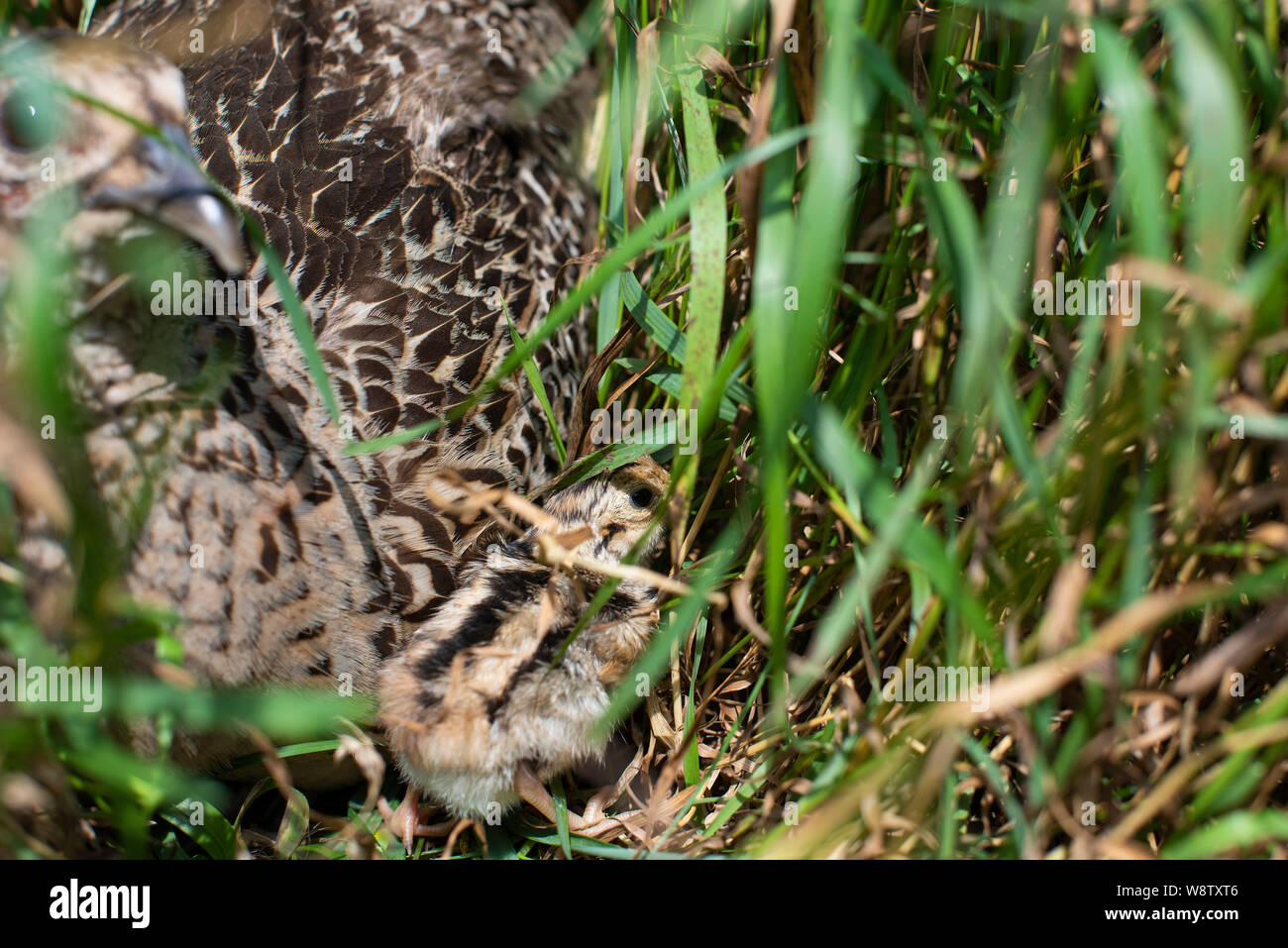A nesting Hen pheasant and her brood Stock Photo - Alamy