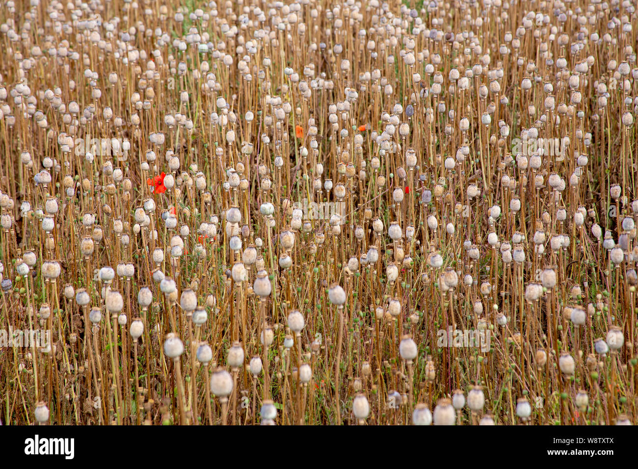 Poppy fields in Oxfordshire Stock Photo - Alamy