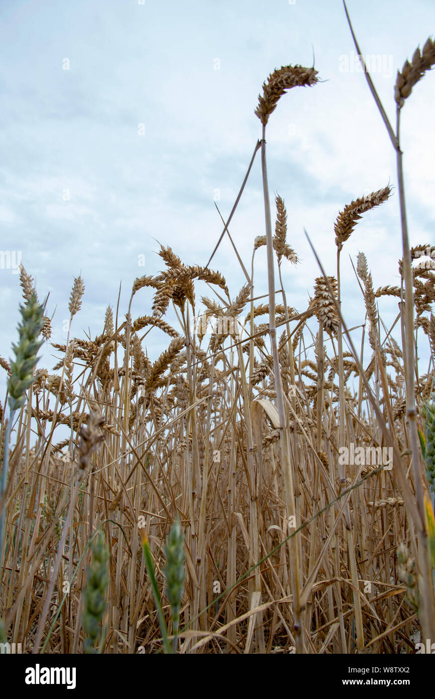 Wheat field in Oxfordshire. Low view Stock Photo - Alamy
