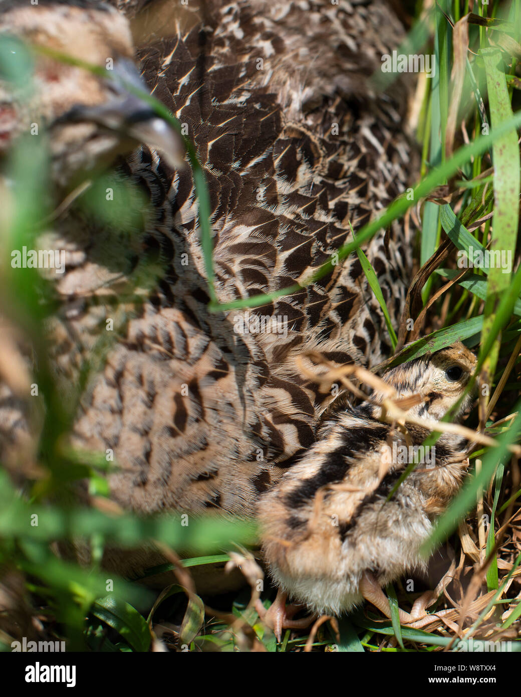 Pheasant nest hi-res stock photography and images - Alamy