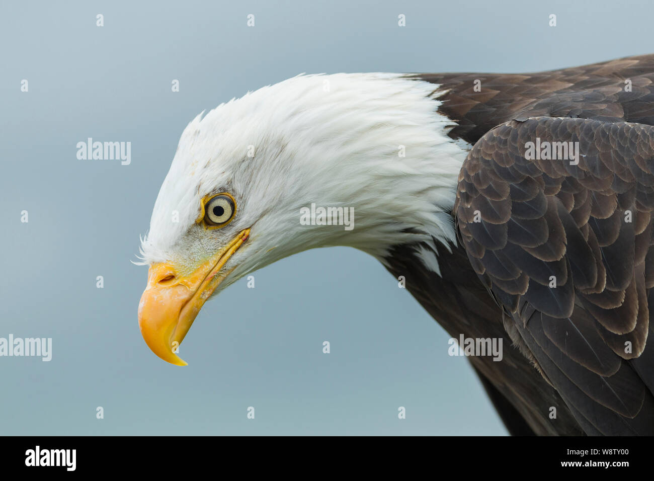 Female Bald Eagle Stock Photos & Female Bald Eagle Stock Images - Alamy