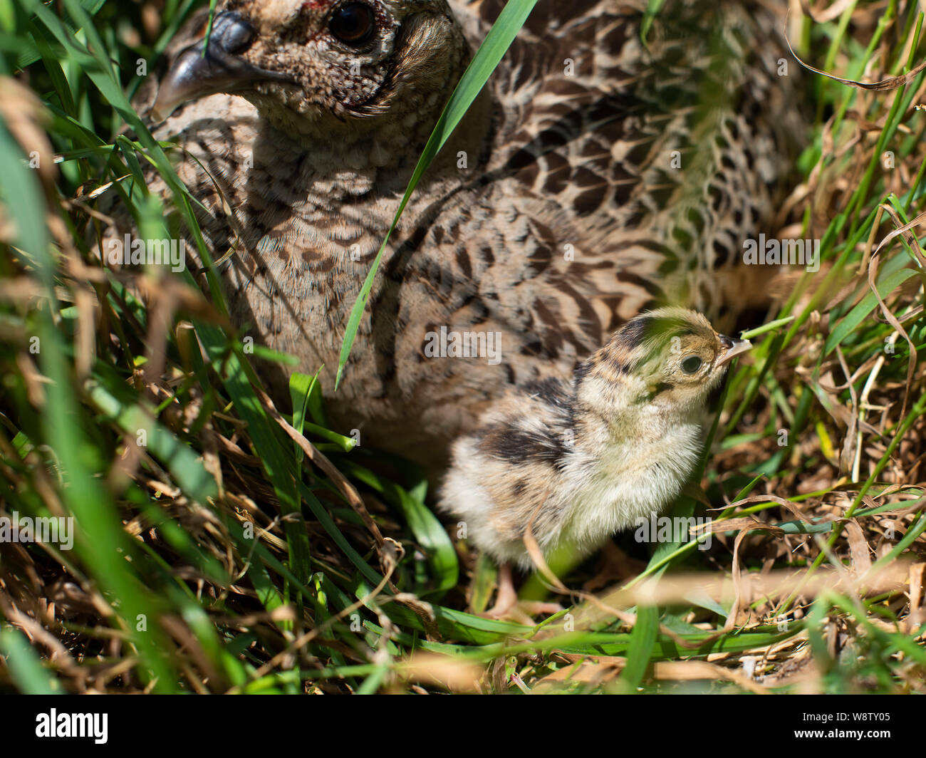 A nesting Hen pheasant and her brood Stock Photo - Alamy