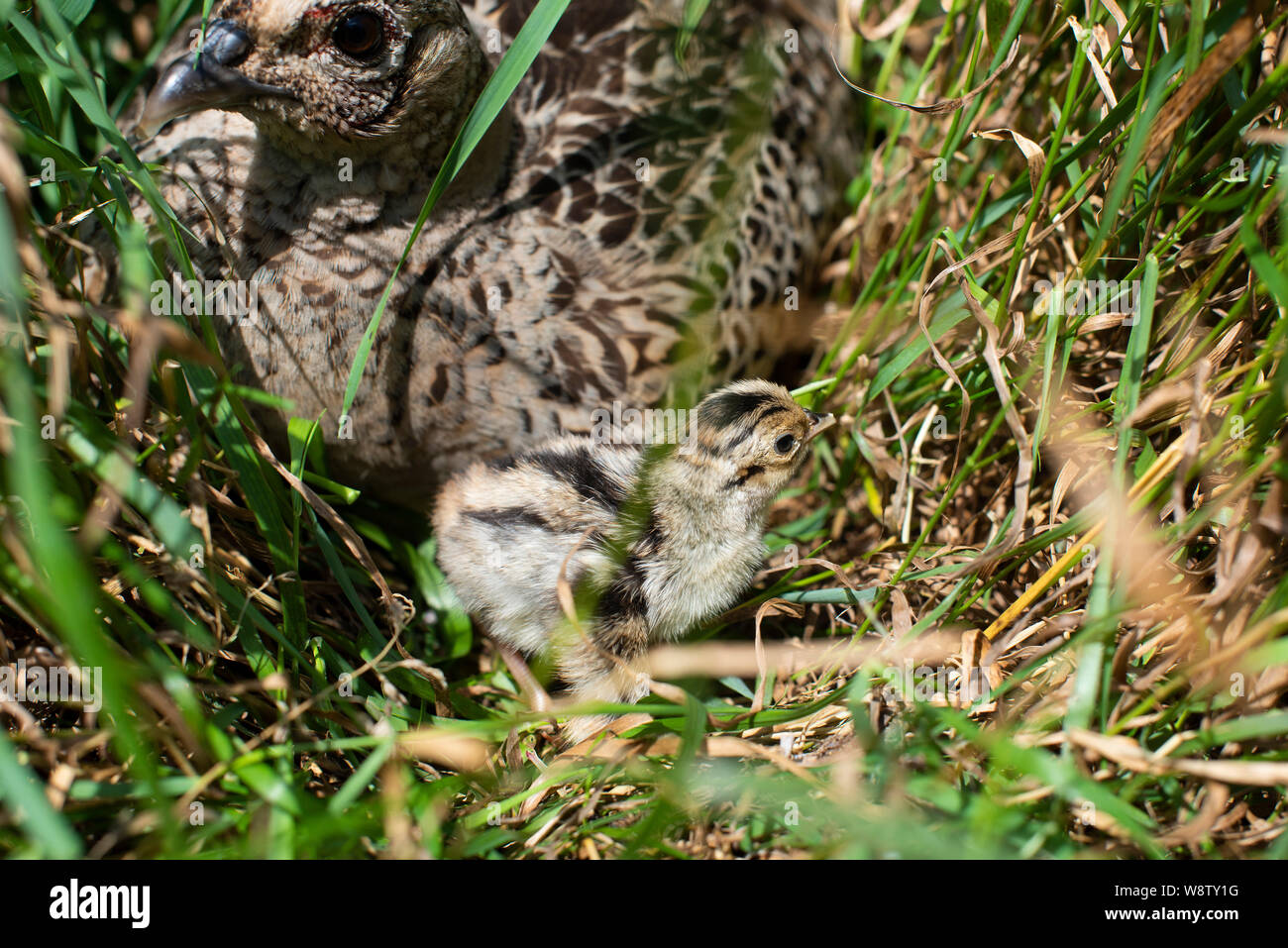 A nesting Hen pheasant and her brood Stock Photo - Alamy