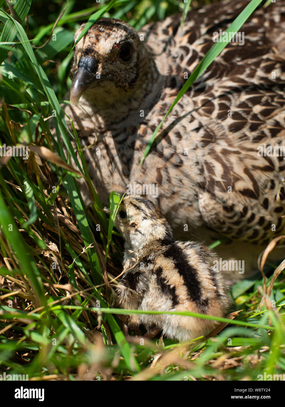 A nesting Hen pheasant and her brood Stock Photo - Alamy