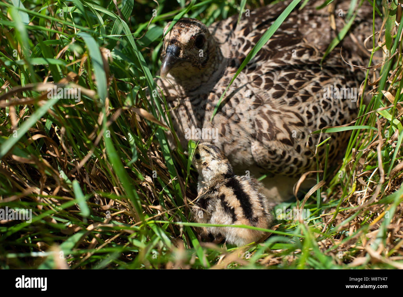 A nesting Hen pheasant and her brood Stock Photo - Alamy