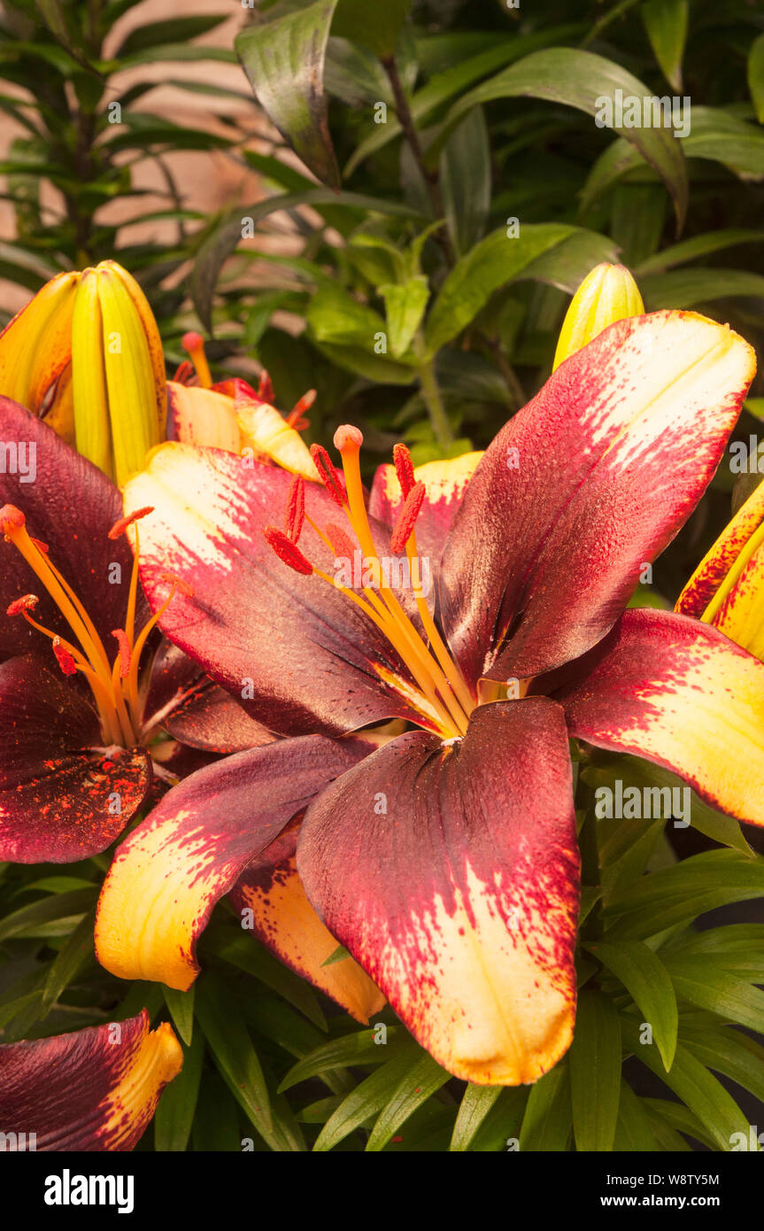 Lilium starlight hi-res stock photography and images - Alamy