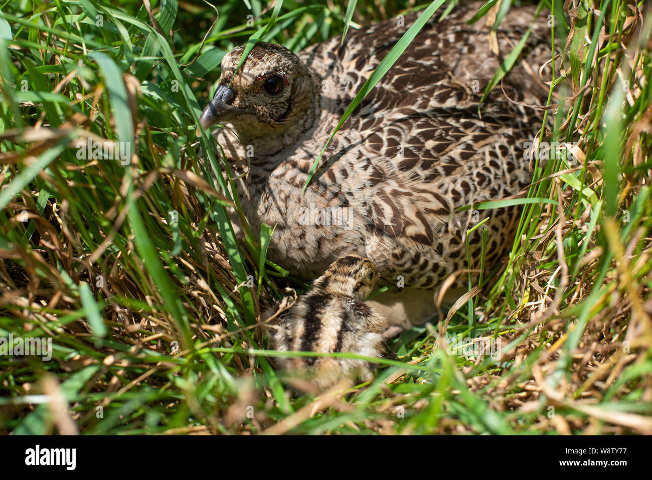 A nesting Hen pheasant and her brood Stock Photo - Alamy