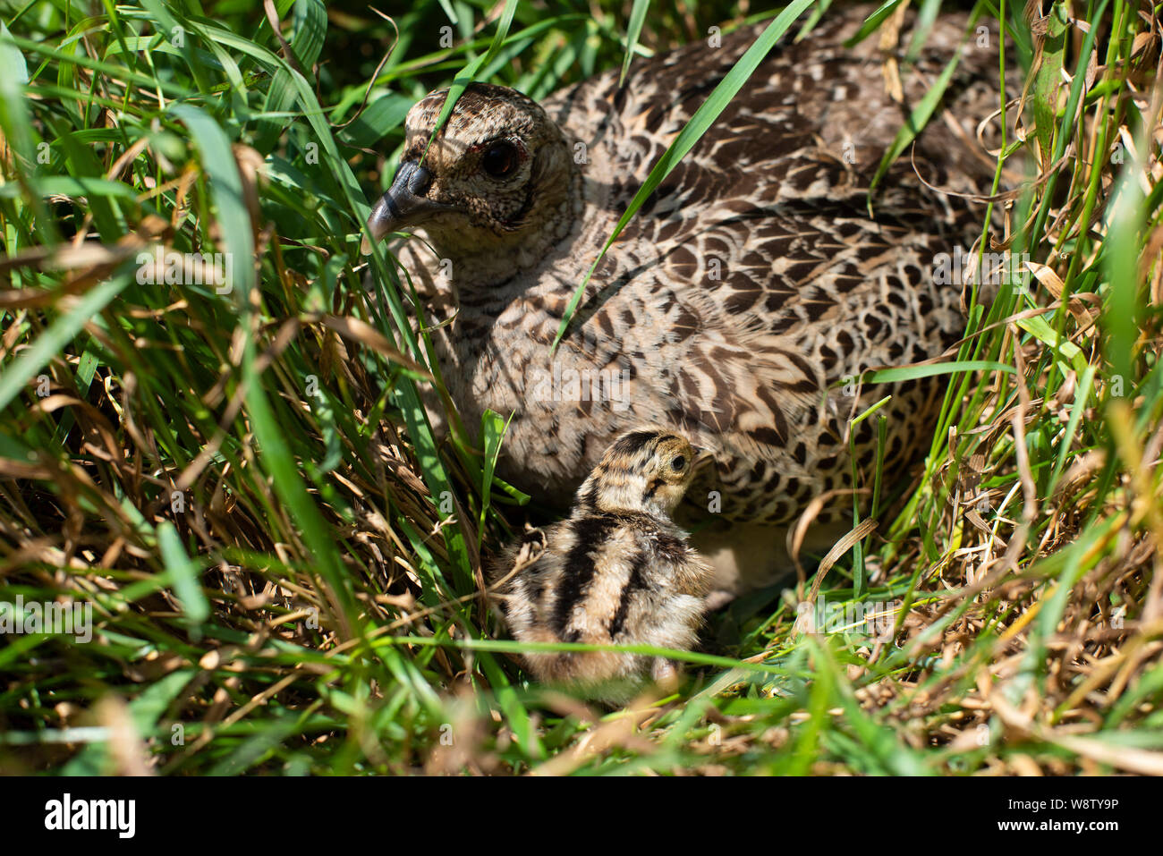 Pheasant nest hi-res stock photography and images - Alamy