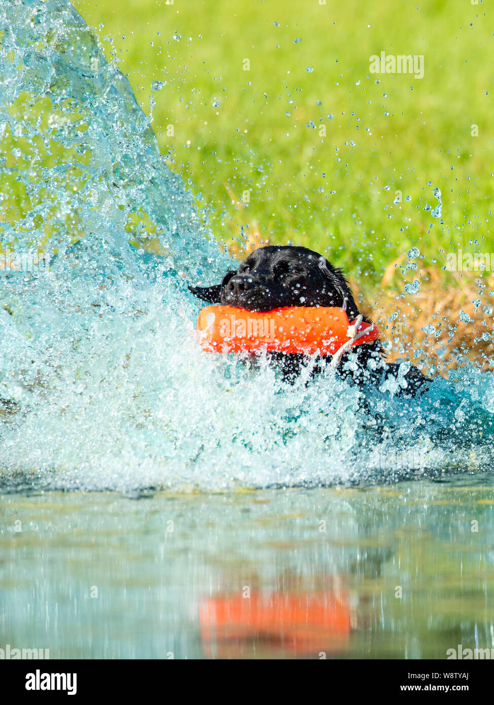 Dog training with Labrador Retrievers Stock Photo - Alamy