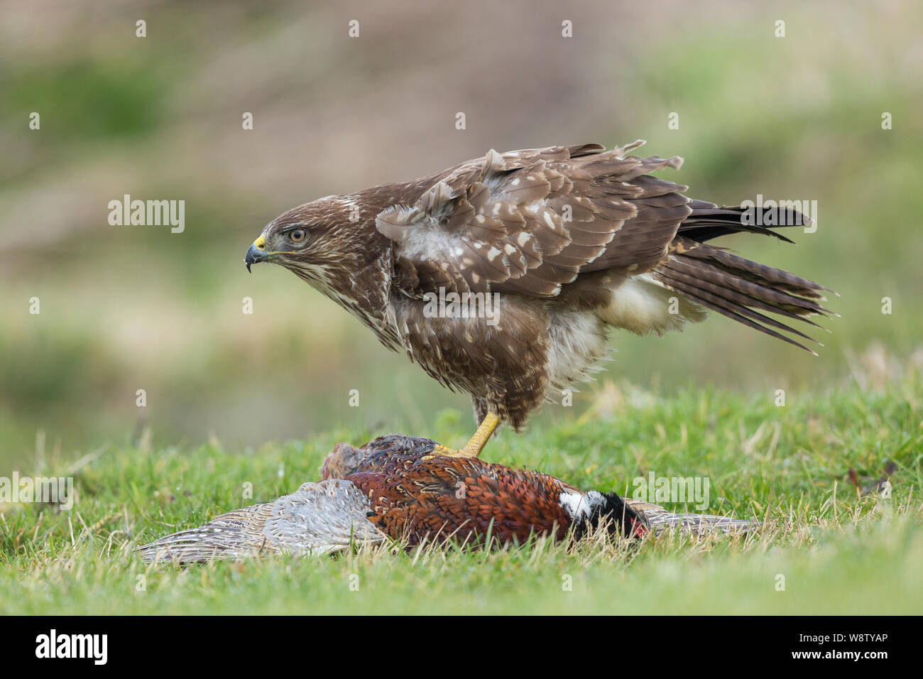 Common buzzard Buteo buteo, feeding on male Common pheasant Phasianus ...