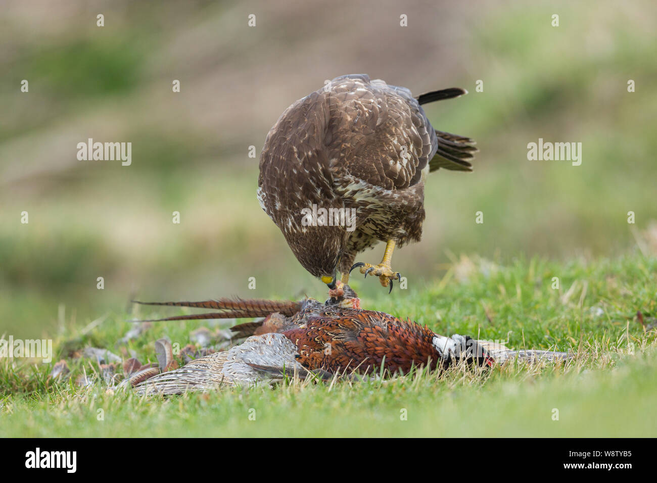 Common buzzard Buteo buteo, feeding on male Common pheasant Phasianus ...