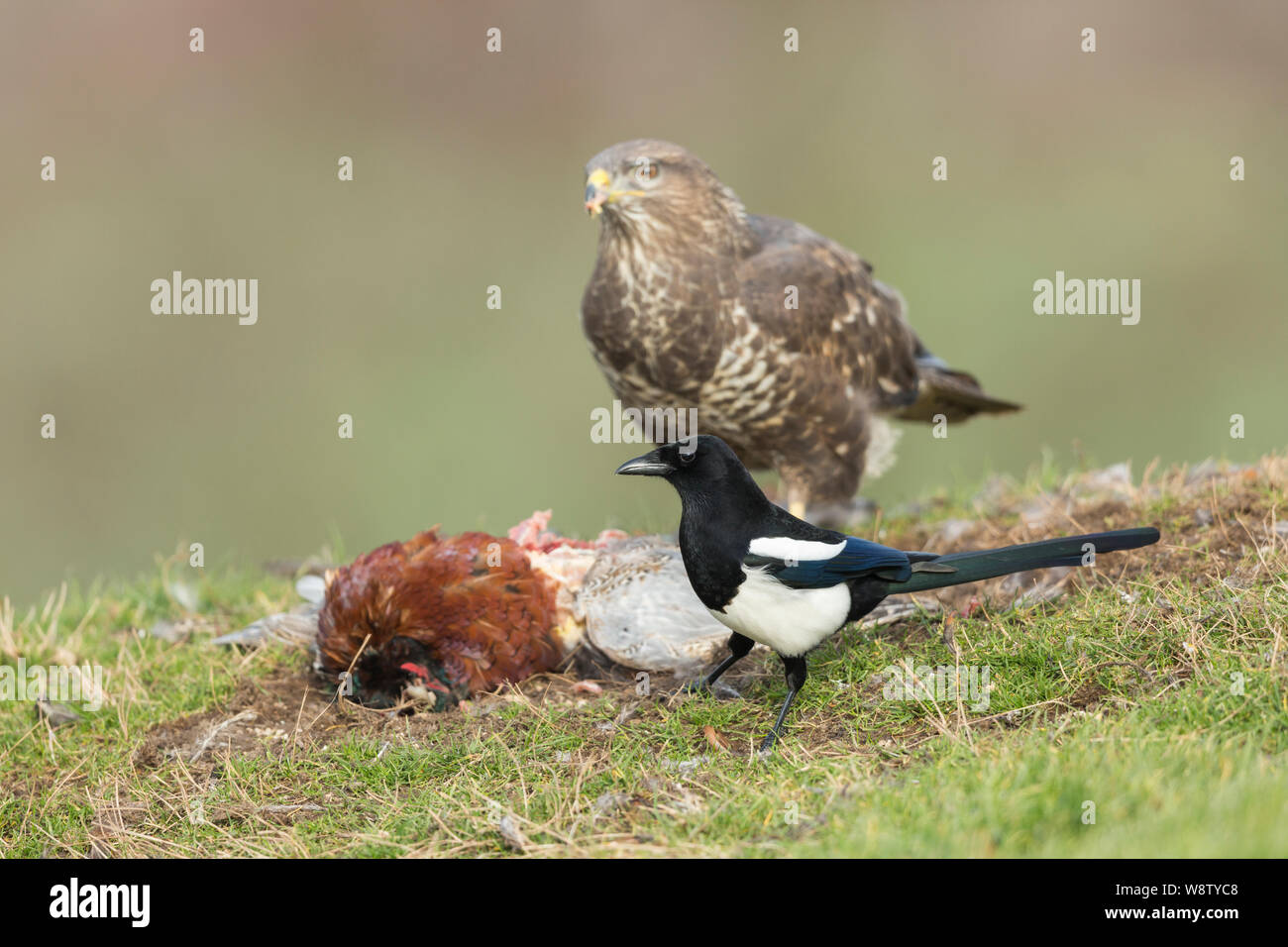 Common buzzard Buteo buteo, feeding on male Common pheasant Phasianus ...
