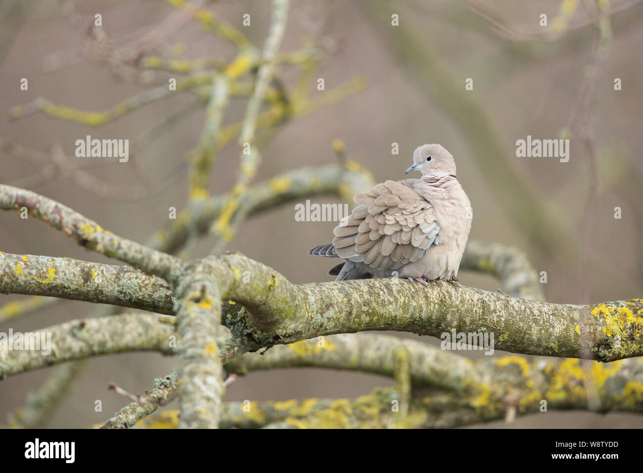 Eurasian collared dove Streptopelia decaocto, adult, perched in English ...