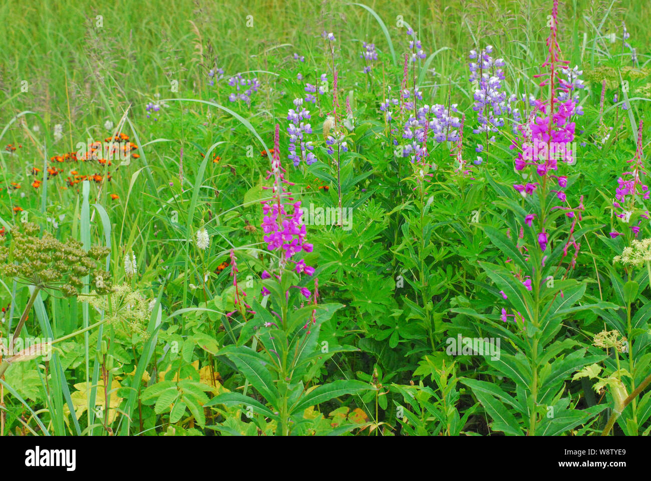 Wild flowers of alaska hi-res stock photography and images - Alamy