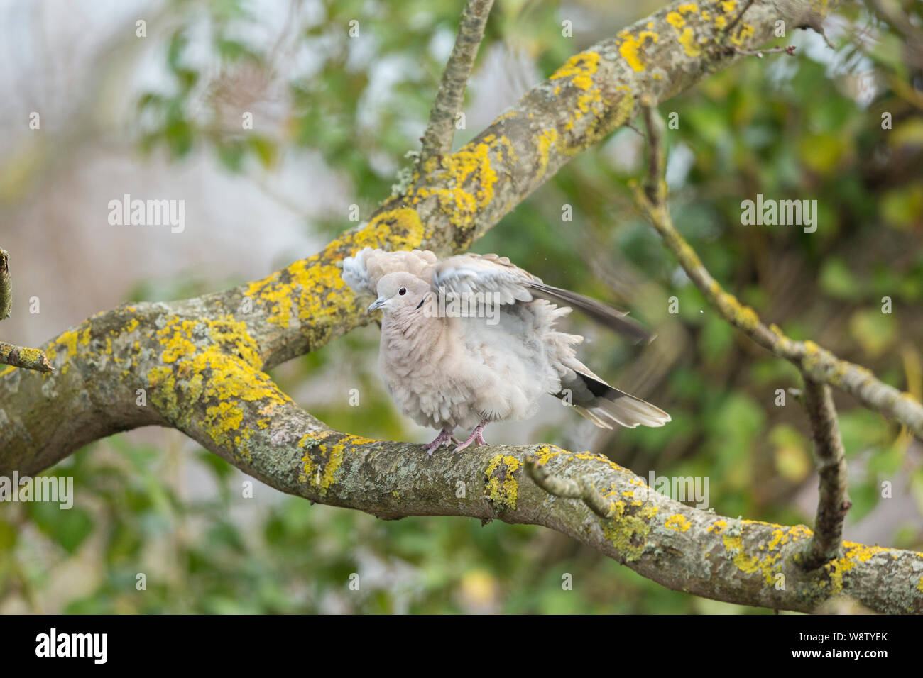 Weston wing hi-res stock photography and images - Alamy