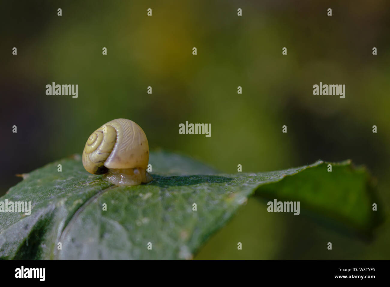 Green snail hi-res stock photography and images - Alamy