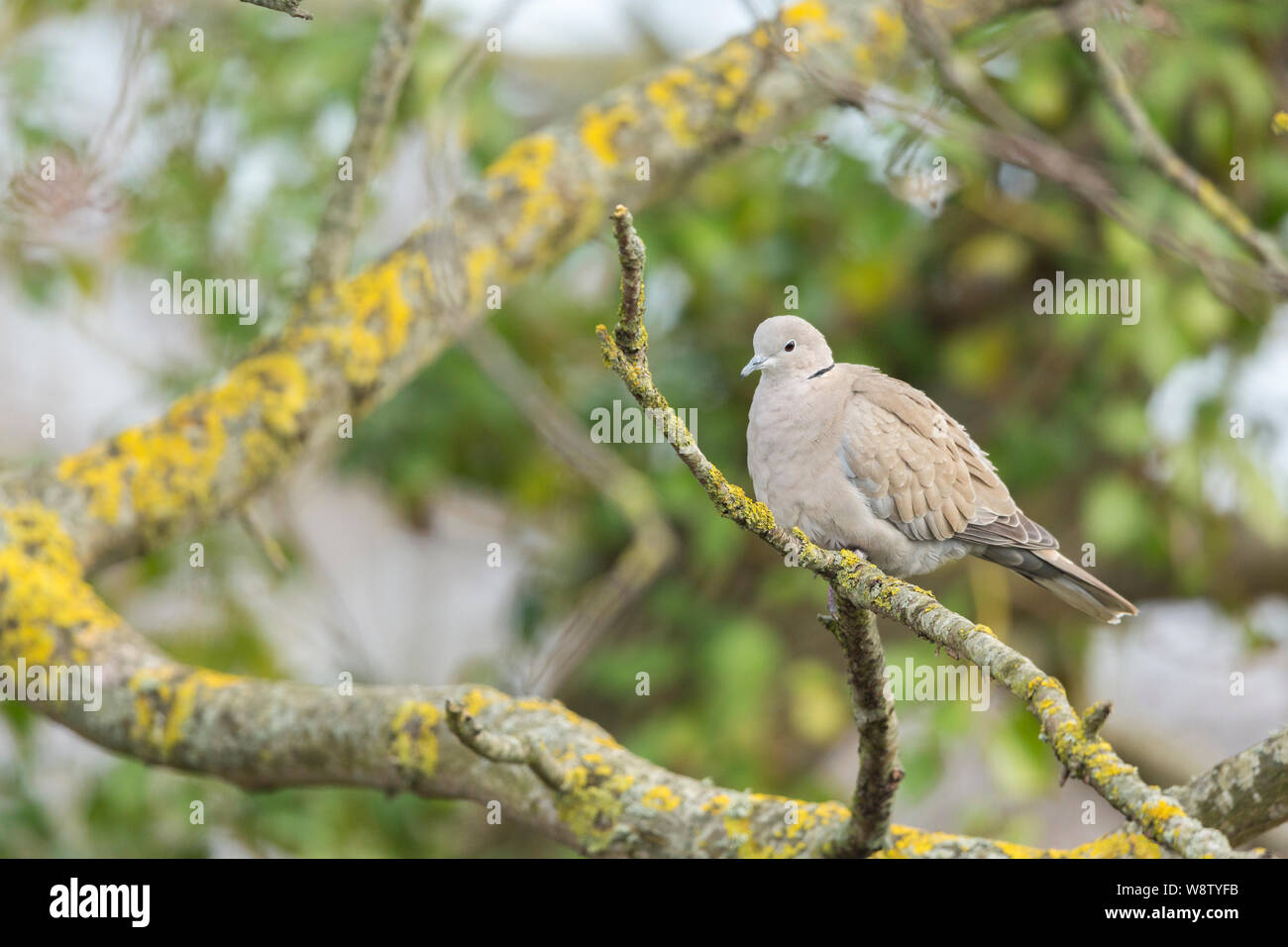 Eurasian collared dove Streptopelia decaocto, adult, perched in English ...