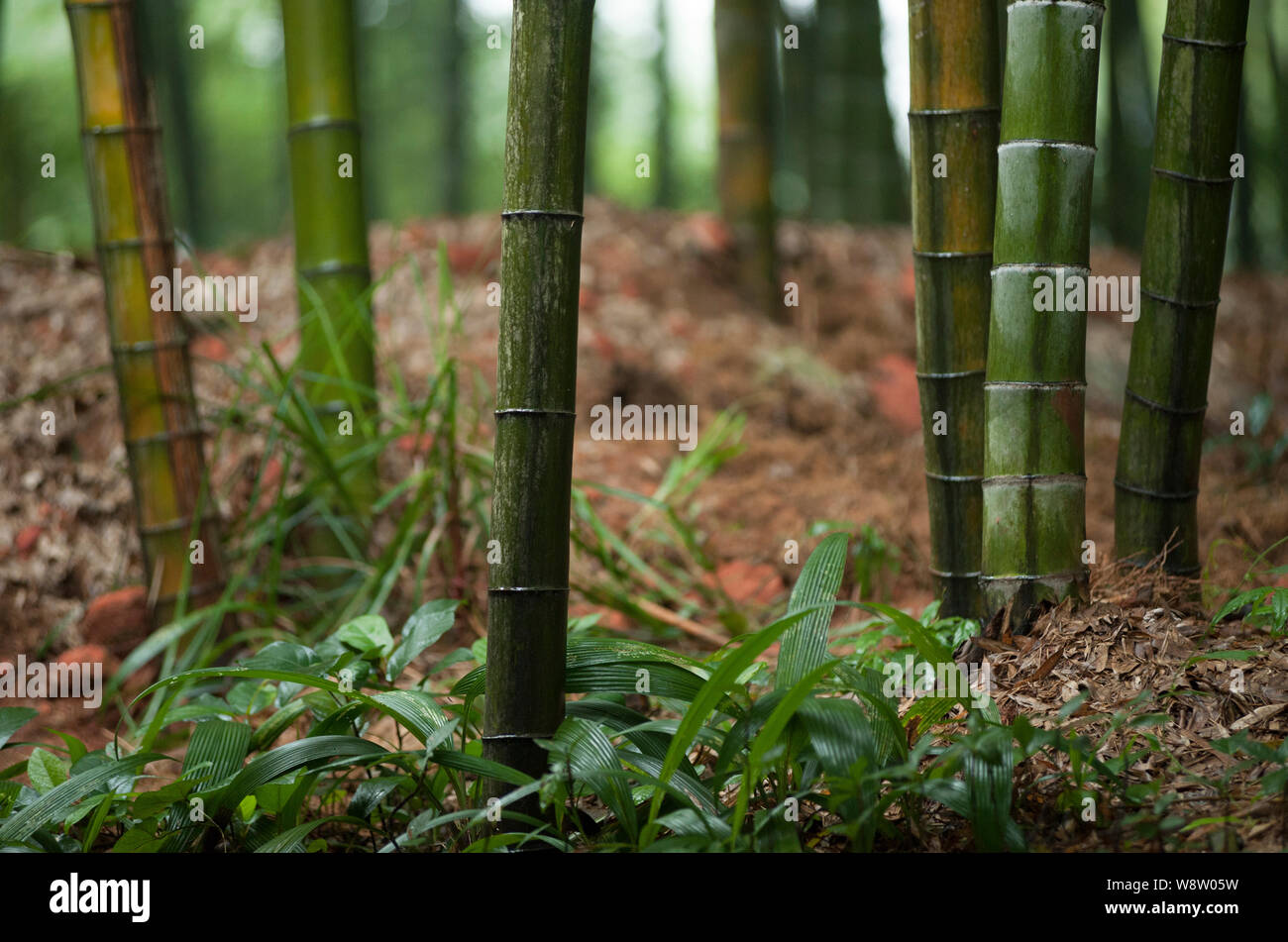 Bamboo forest sichuan hi-res stock photography and images - Alamy