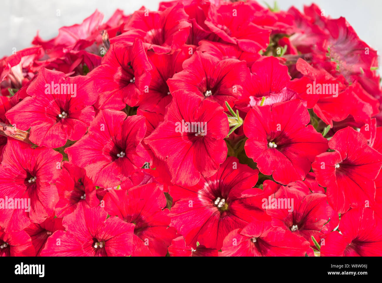 Surfinia deep red hi-res stock photography and images - Alamy