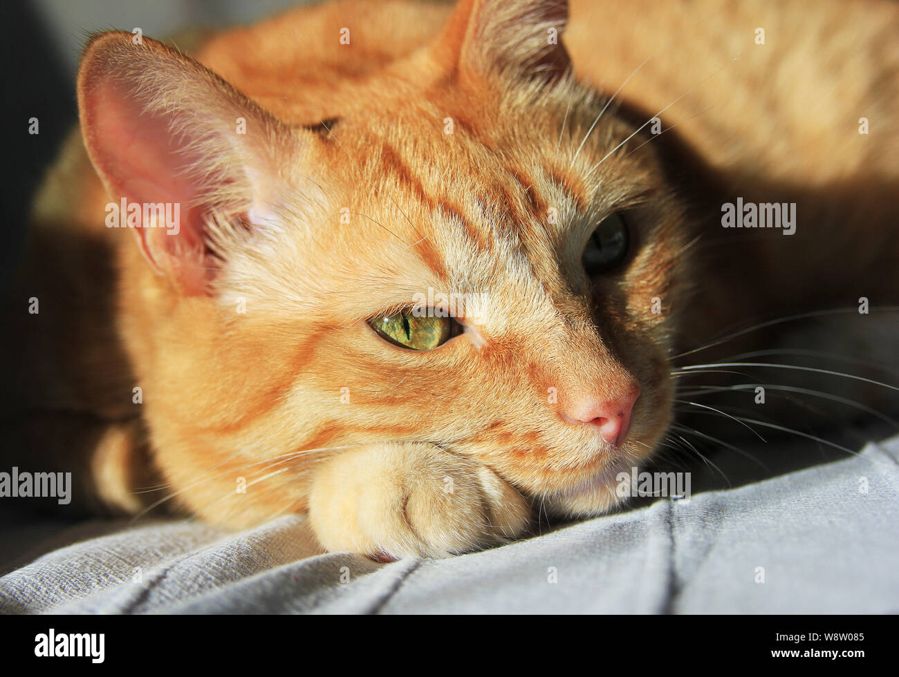 Red pelage hi-res stock photography and images - Alamy